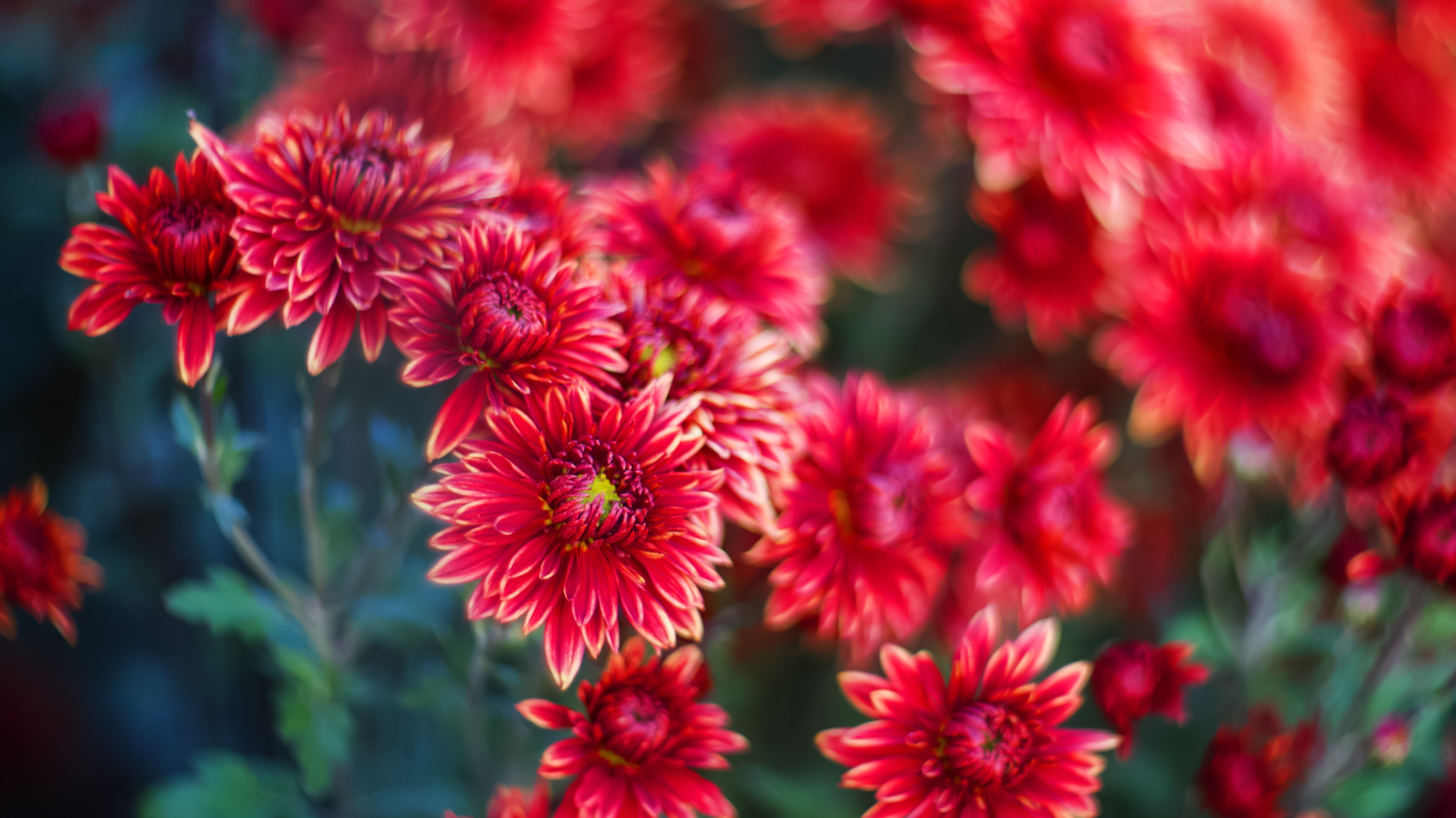 Ziedu horoskops novembrī dzimušajiem. Ko ziedi stāsta par mēneša ...