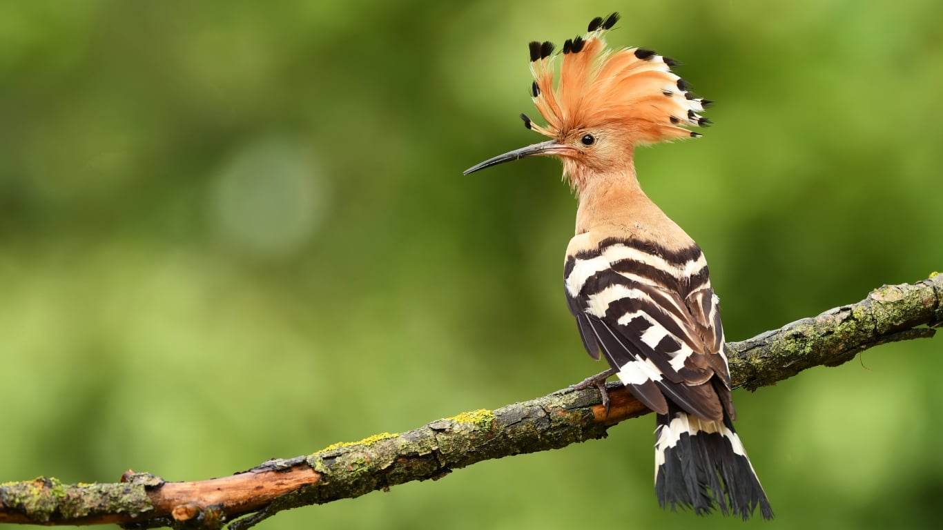 TESTS: Latvijas košākie putni. Vai proti tos atpazīt? — Santa