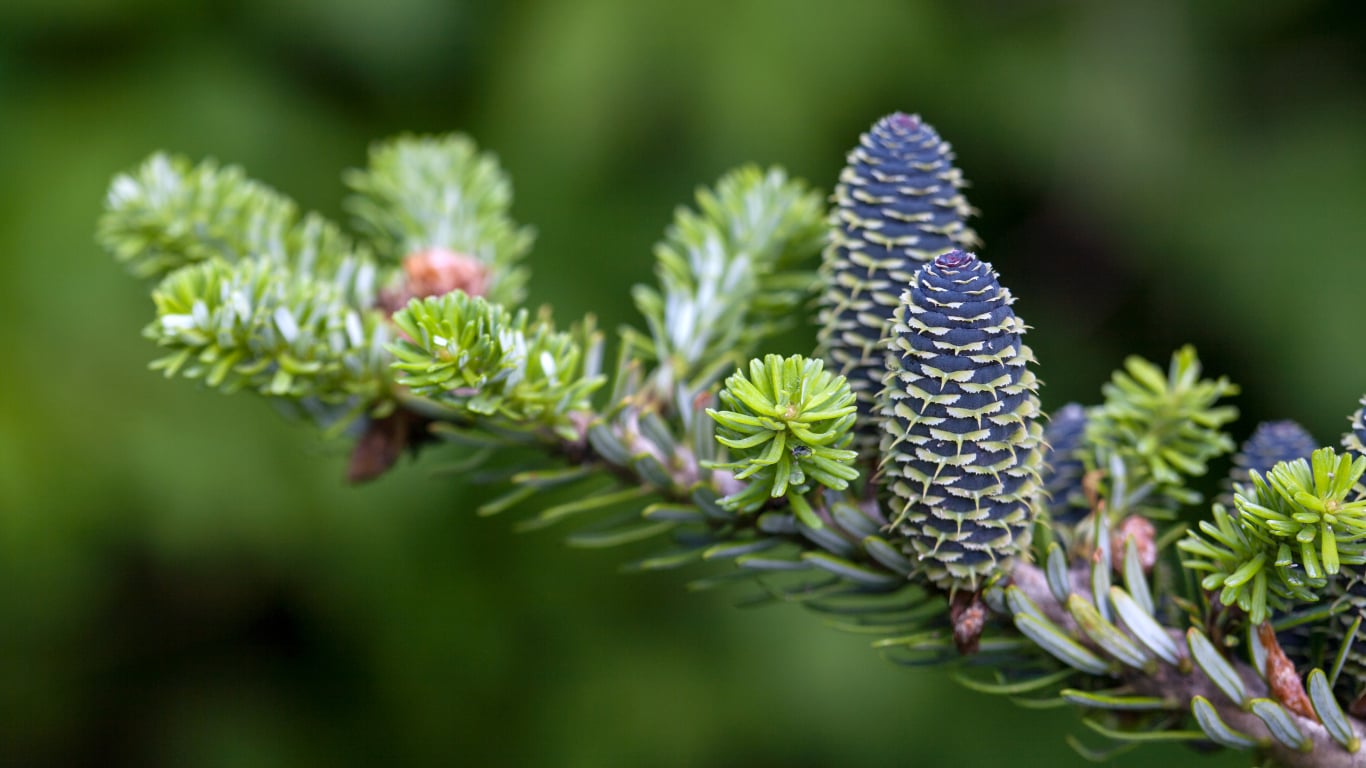Skuju koki ar dekoratīviem čiekuriem. Kuru izvēlēties? — Santa