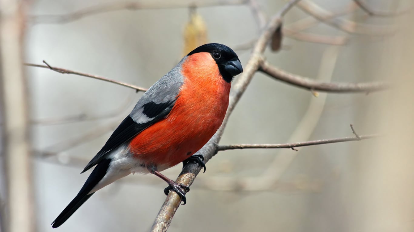 TESTS: Putni barotavā. Cik daudzus proti atpazīt? — Santa