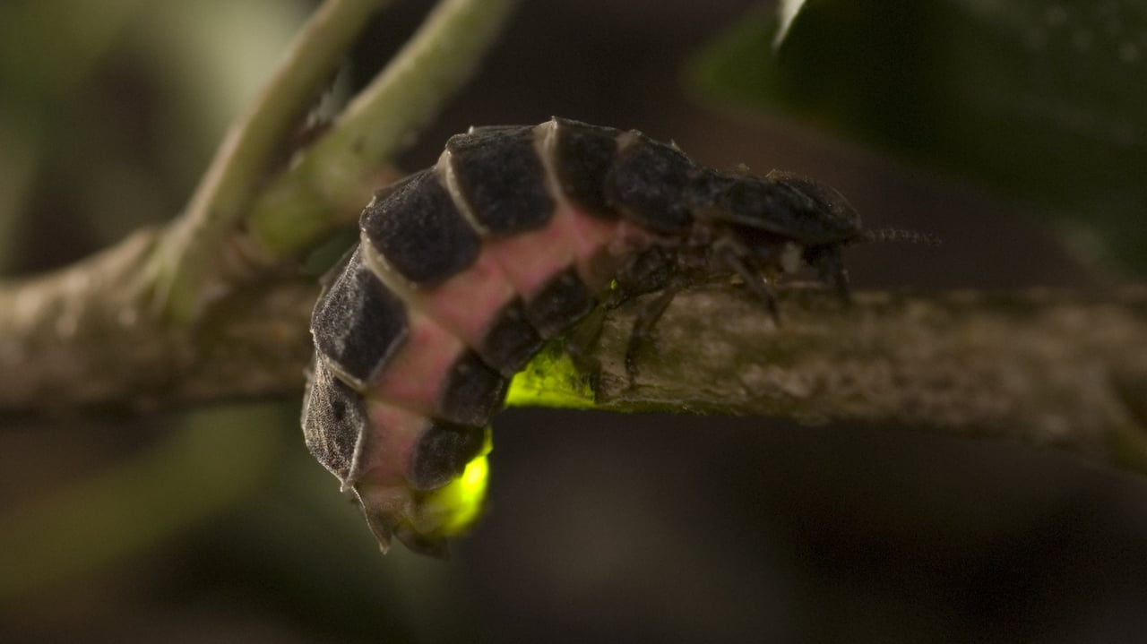 Noskaidrots 2025. gada kukainis – jāņtārpiņš. Izrādās, tas nemaz nav ...