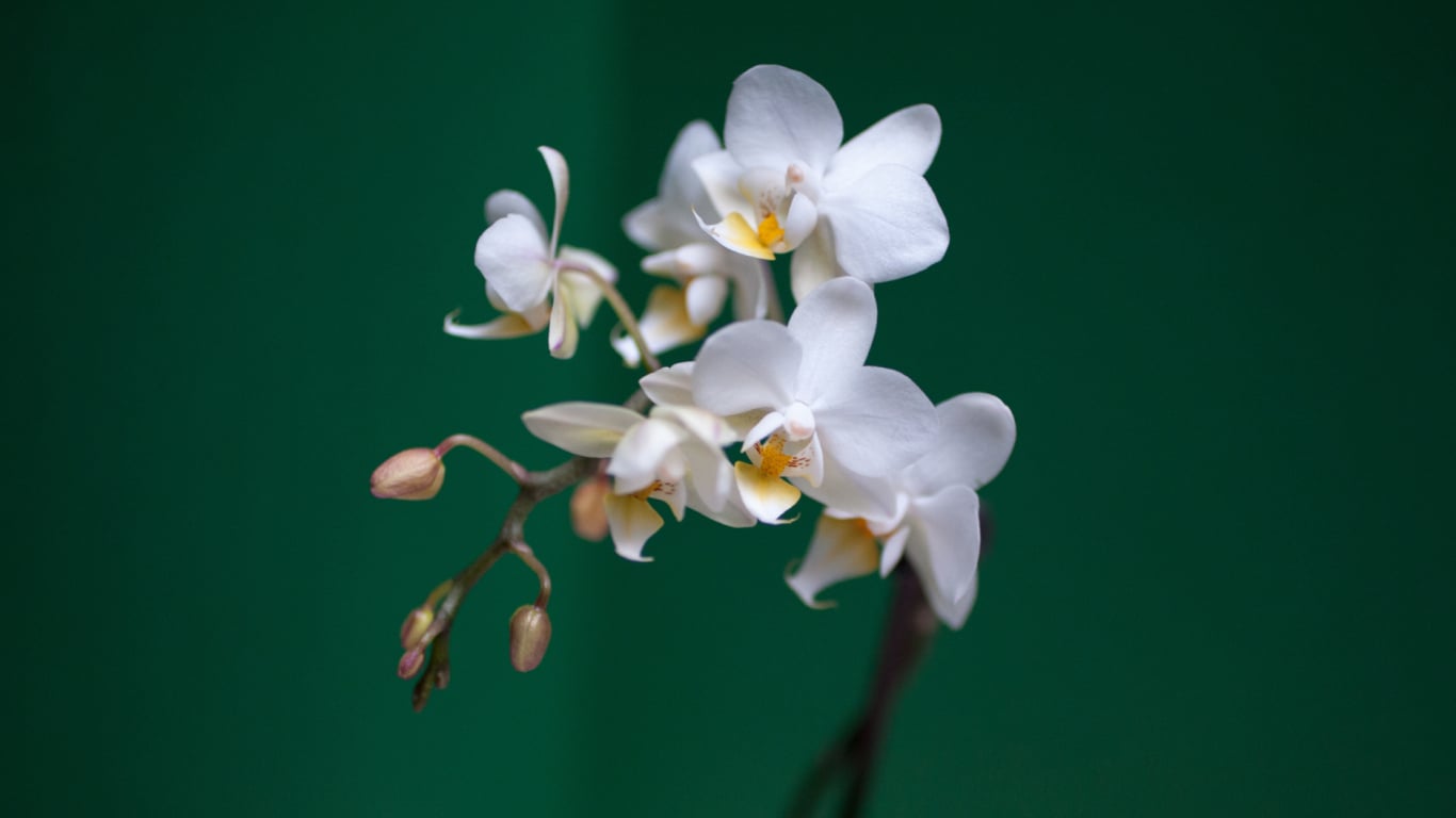 TESTS: Kurš telpaugs tu esi? Orhideja, alveja, pelargonija vai naudas ...