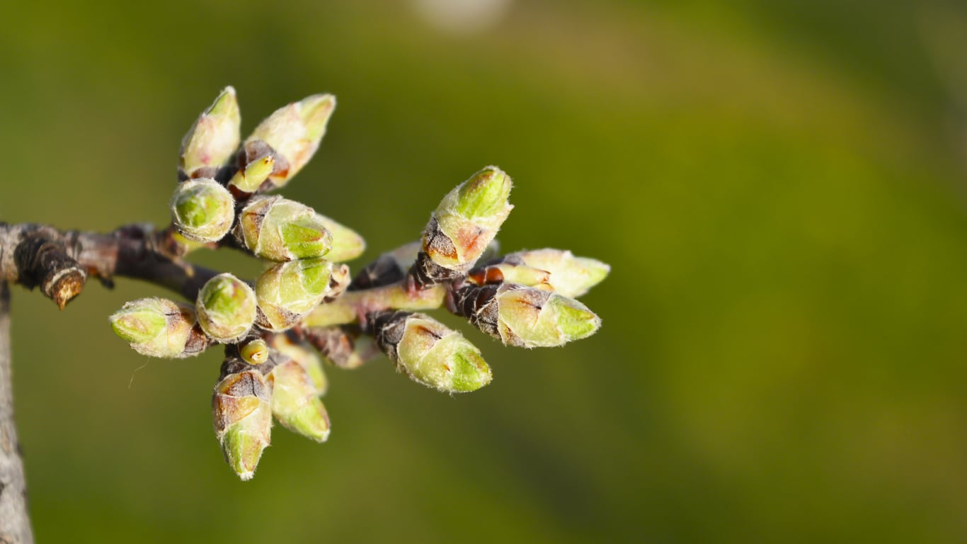 Kāpēc jāēd bērza, lazdas un citu koku pumpuri? — Santa