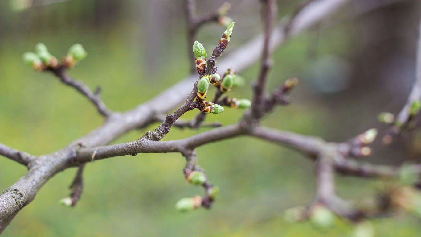 Kas tagad jādara ar upenēm, kurus augļu kokus jau var stādīt? Marta darbi augļu dārzā — Santa