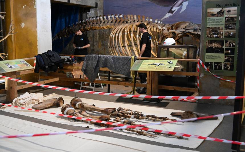 FOTO: Latvijā atrastā kuprvaļa skelets dodas uz rehabilitāciju Nīderlandē