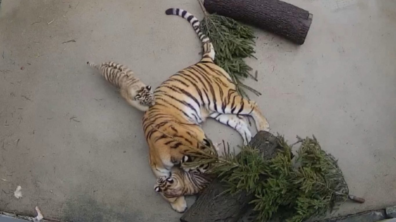 Rīgas zoodārza tīģerienei Taigai piedzimuši mazuļi. Kad tos varēs ...