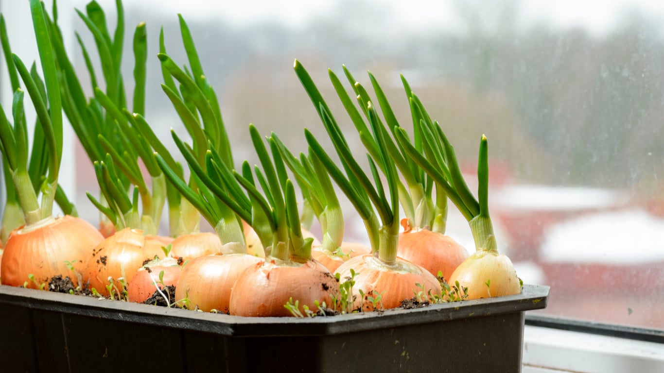 10 iemesli, kāpēc tev jāēd sīpolloki! Vai uz tavas palodzes jau zaļo ...