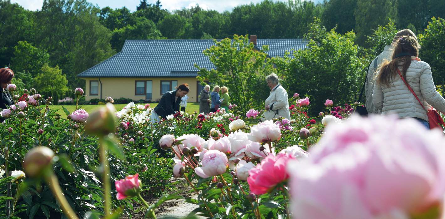 Peoniju dārza «Ziedoņi» saimniece Dagnija Voika parāda savas karalienes ...