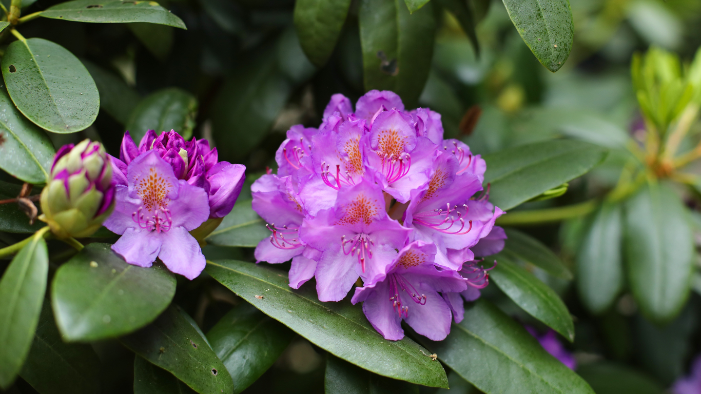 Rododendrs nīkuļo. Vai pie vainas kaimiņi? — Santa