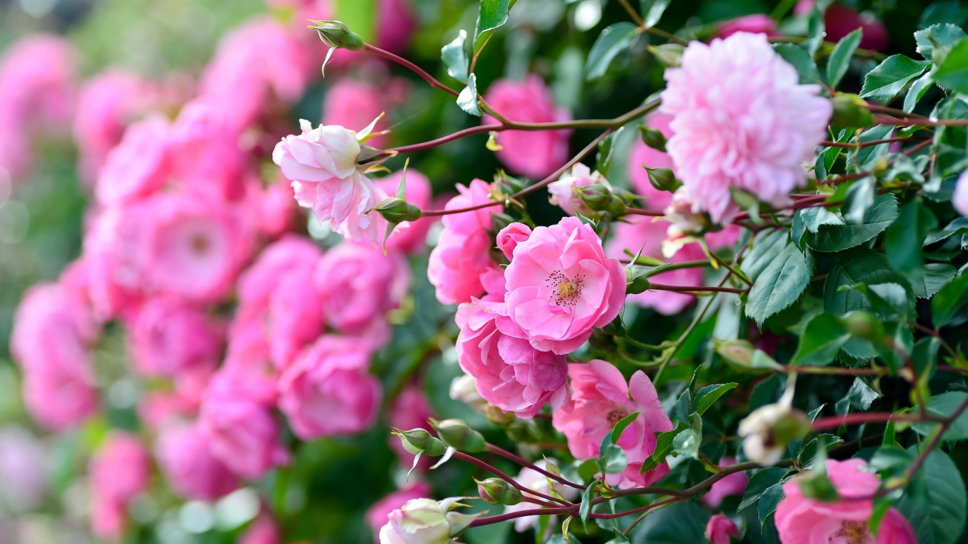 Jūlija svarīgākie darbi rožu dārzā. Iesaka Romija Andersone — Santa