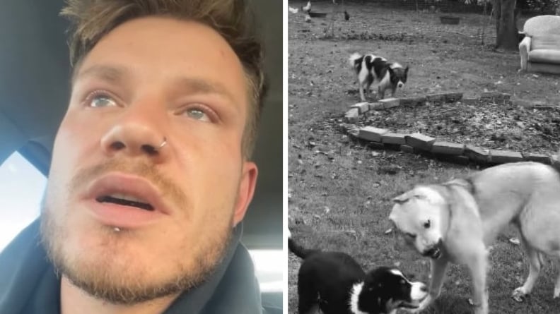 «Mana pasaule šodien sagruva…» Nošauti zīmola Modra olas saimnieka suņi ...