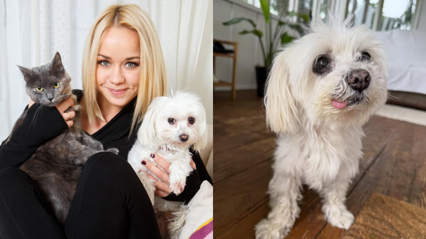 «Sirds miljons gabaliņos saplīsusi…» Aija Andrejeva atvadās no sava mīļā suņuka — Santa